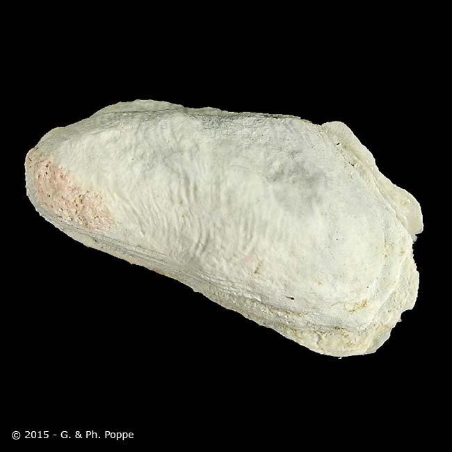 Shell Encyclopedia - Worms Details | Conchology | Conchology