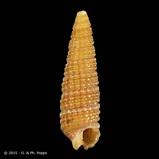 Shell Encyclopedia - Conchological MegaDatabase Iconographic Overview ...