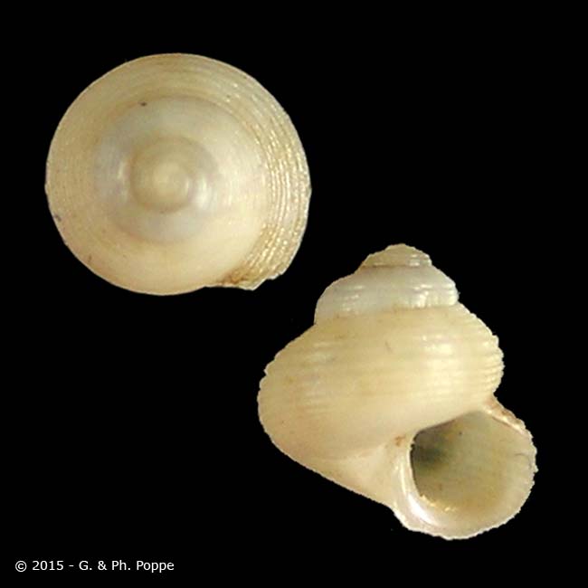 Shell Encyclopedia - Conchological MegaDatabase Iconographic Overview ...