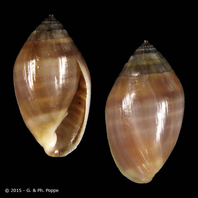 Featured Shells For Sale | Conchology