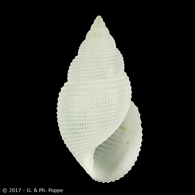 Shell Encyclopedia - Conchological MegaDatabase Iconographic Overview ...