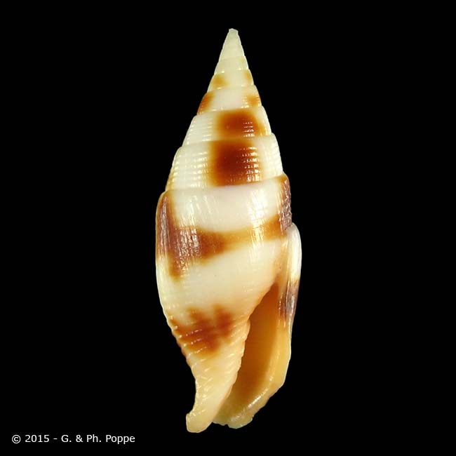 Shell Encyclopedia - Conchological MegaDatabase Iconographic Overview ...