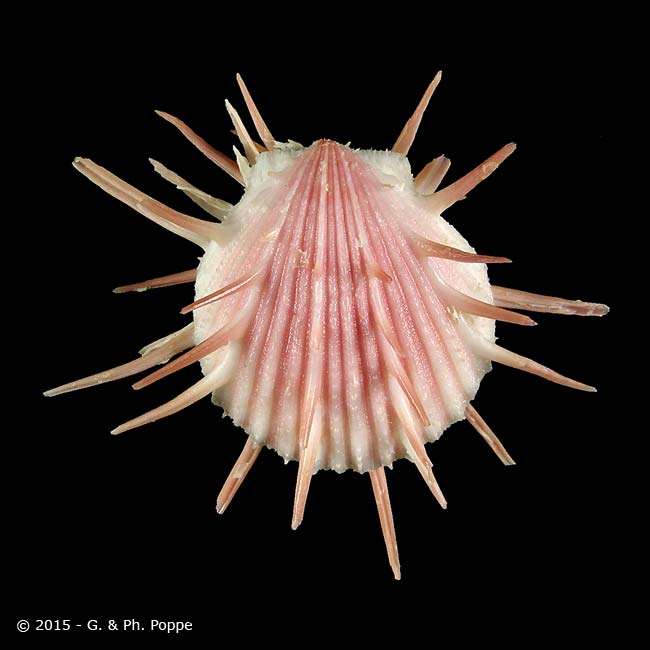 Shell Encyclopedia - Worms Details | Conchology | Conchology