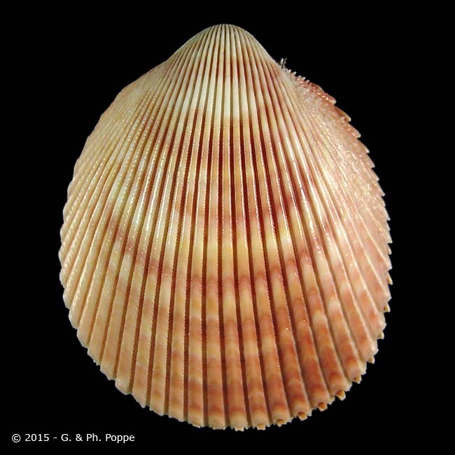 Shell Encyclopedia - Worms Details | Conchology | Conchology