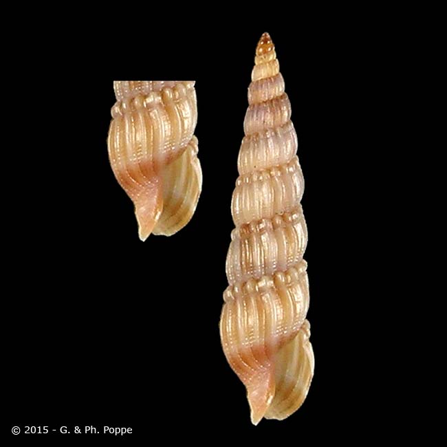 Shell Encyclopedia - Conchological MegaDatabase Iconographic Overview ...