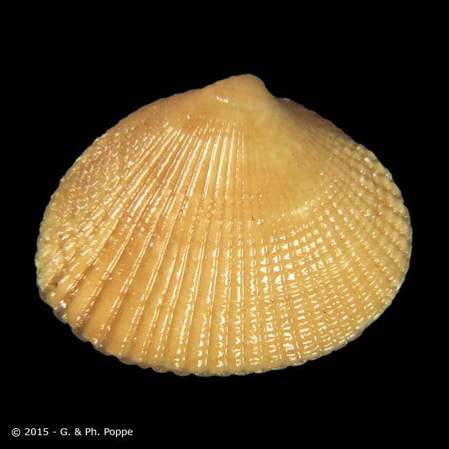 Shell Encyclopedia - Worms Details | Conchology | Conchology