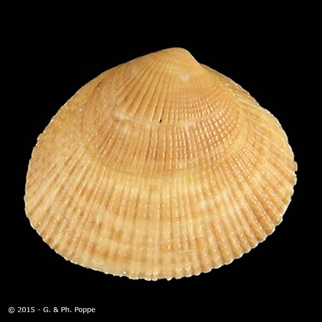 Shell Encyclopedia - Worms Details | Conchology | Conchology