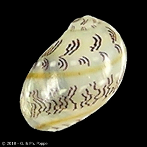 Shell Encyclopedia - Conchological MegaDatabase Iconographic Overview on Mollusks ...