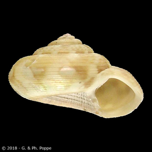 Shell Encyclopedia - Conchological MegaDatabase Iconographic Overview ...