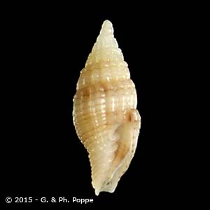 Shell Encyclopedia - Conchological MegaDatabase Iconographic Overview on Mollusks ...