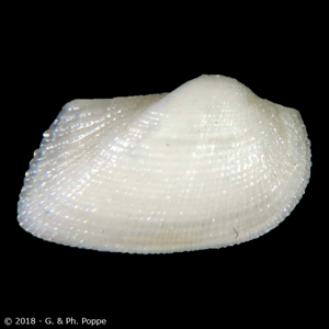 Shells For Sale Shown by Species: ARCIDAE for Sale