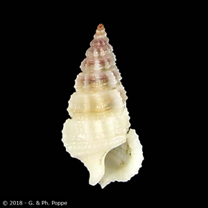 Shell Encyclopedia - Conchological MegaDatabase Iconographic Overview ...