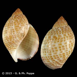 TONNIDAE, Tonna perdix for Sale | Conchology