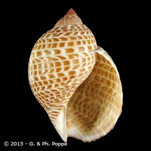 TONNIDAE, Tonna perdix for Sale | Conchology