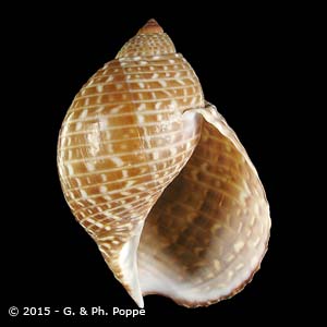 TONNIDAE, Tonna perdix for Sale | Conchology