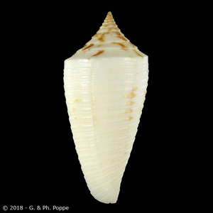 Shell Encyclopedia - Conchological MegaDatabase Iconographic Overview ...