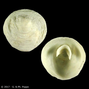 Shell Encyclopedia - Conchological MegaDatabase Iconographic Overview ...