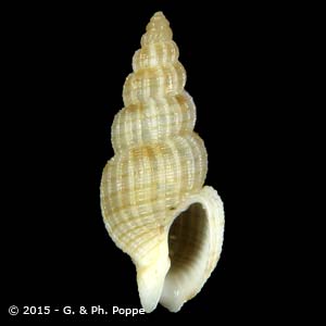 Shells For Sale Shown by Species: NASSARIIDAE for Sale