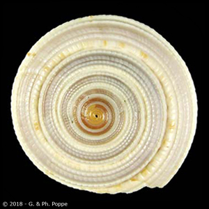 Shell Encyclopedia - Conchological MegaDatabase Iconographic Overview ...