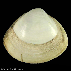 Shell Encyclopedia - Conchological MegaDatabase Iconographic Overview ...