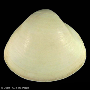 Shell Encyclopedia - Conchological MegaDatabase Iconographic Overview ...