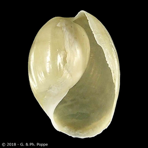 Shell Encyclopedia - Conchological MegaDatabase Iconographic Overview ...