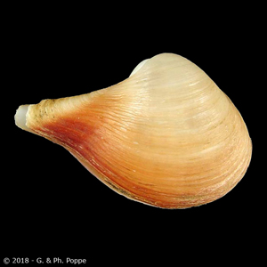 Shell Encyclopedia - Conchological MegaDatabase Iconographic Overview on Mollusks ...