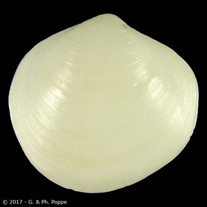 UNGULINIDAE | Shells Group By Species | Conchology