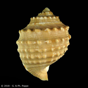 Shell Encyclopedia - Conchological MegaDatabase Iconographic Overview ...