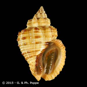 Shell Encyclopedia - Conchological MegaDatabase Iconographic Overview on Mollusks ...