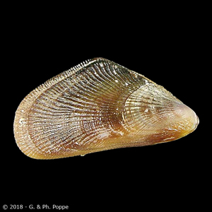 MYTILIDAE | Shells Group By Species | Conchology