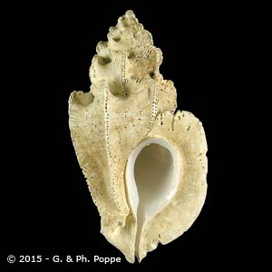 Shell Encyclopedia - Conchological MegaDatabase Iconographic Overview ...