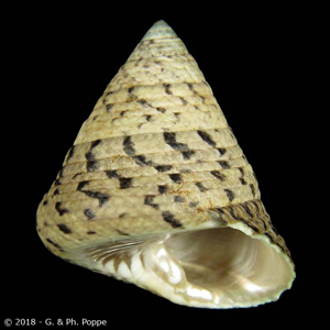Shell Encyclopedia - Conchological MegaDatabase Iconographic Overview ...