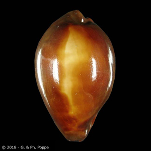 Shell Encyclopedia - Conchological MegaDatabase Iconographic Overview on Mollusks ...