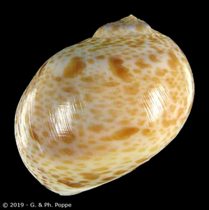 Shell Encyclopedia - Conchological MegaDatabase Iconographic Overview on Mollusks ...