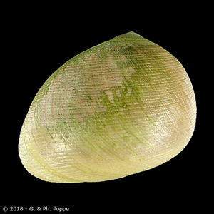 Shell Encyclopedia - Conchological MegaDatabase Iconographic Overview ...