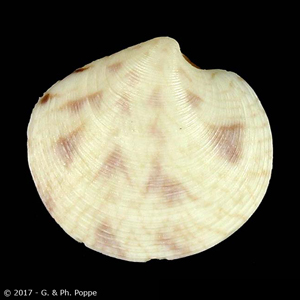 Shell Encyclopedia - Conchological MegaDatabase Iconographic Overview ...