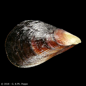 MYTILIDAE | Shells Group By Species | Conchology