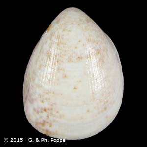 Shells For Sale Shown by Species: CARDIIDAE for Sale