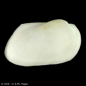 Shell Encyclopedia - Conchological MegaDatabase Iconographic Overview ...