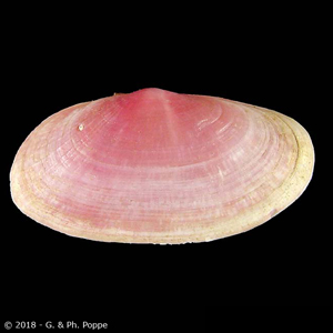 Shell Encyclopedia - Conchological MegaDatabase Iconographic Overview ...