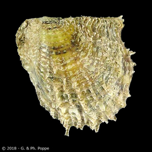 PTERIIDAE | Shells Group By Species | Conchology