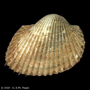 ARCIDAE | Shells Group By Species | Conchology