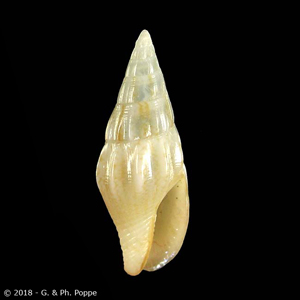 Shell Encyclopedia - Conchological MegaDatabase Iconographic Overview ...