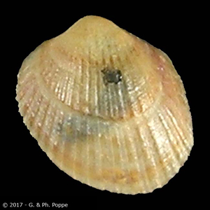 Shell Encyclopedia - Conchological MegaDatabase Iconographic Overview ...