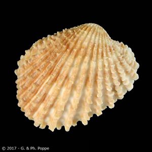 CARDITIDAE | Shells Group By Species | Conchology