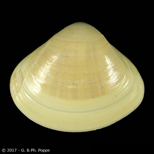 Shell Encyclopedia - Conchological MegaDatabase Iconographic Overview ...