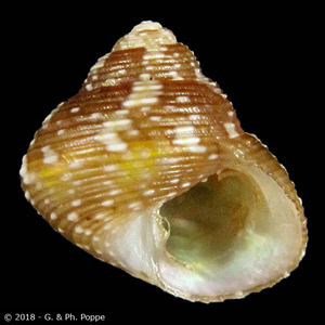 Shell Encyclopedia - Conchological MegaDatabase Iconographic Overview ...