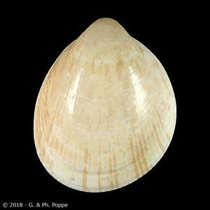 Shell Encyclopedia - Conchological MegaDatabase Iconographic Overview ...