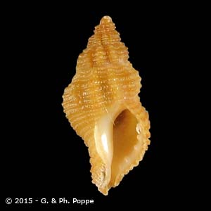 Shell Encyclopedia - Conchological MegaDatabase Iconographic Overview ...